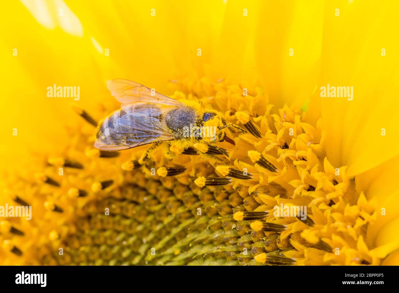 Animal sitting at sunny summer sun flower. Important collect ...
