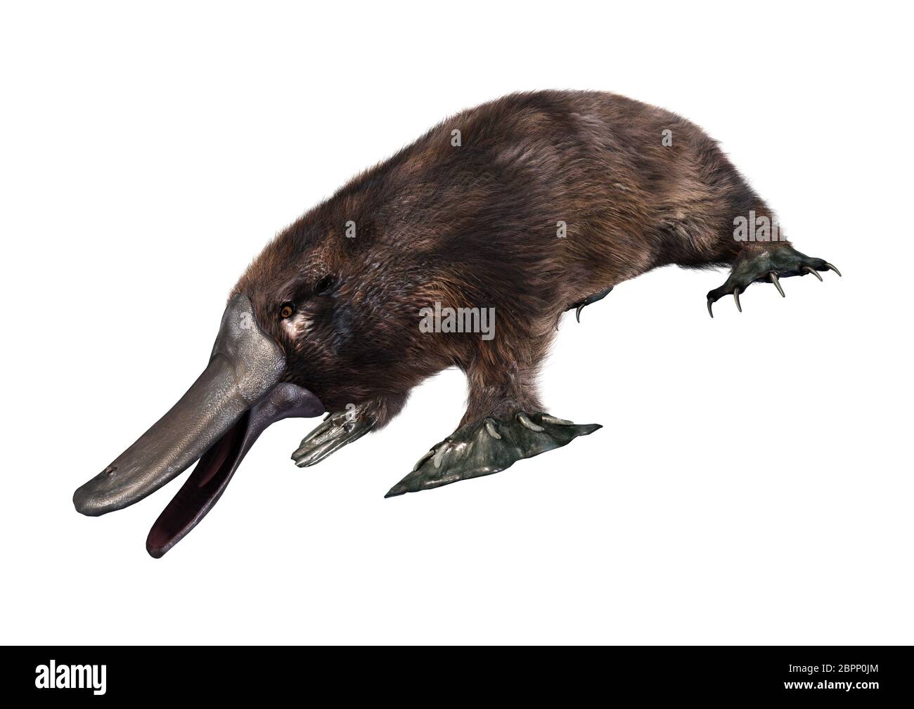 3D rendering of an exotic animal platypus isolated on white background ...