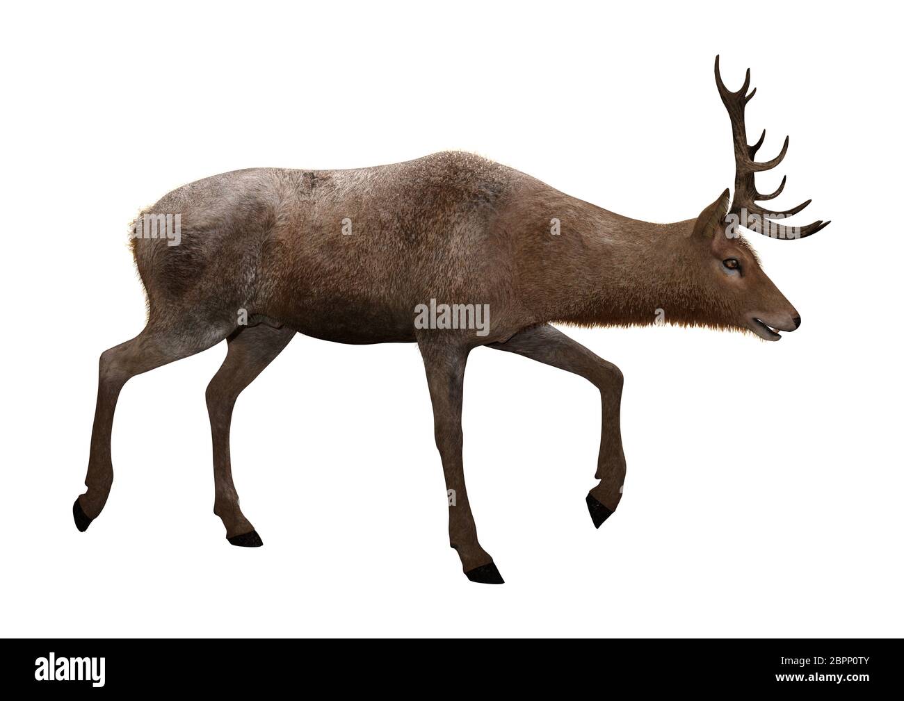 3D rendering of a male deer isolated on white background Stock Photo ...