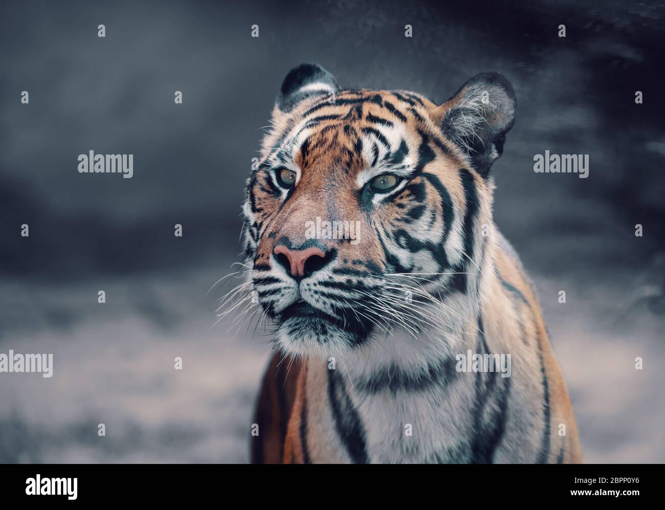 Sumatran tiger (Panthera tigris sumatrae) is a rare tiger subspecies ...