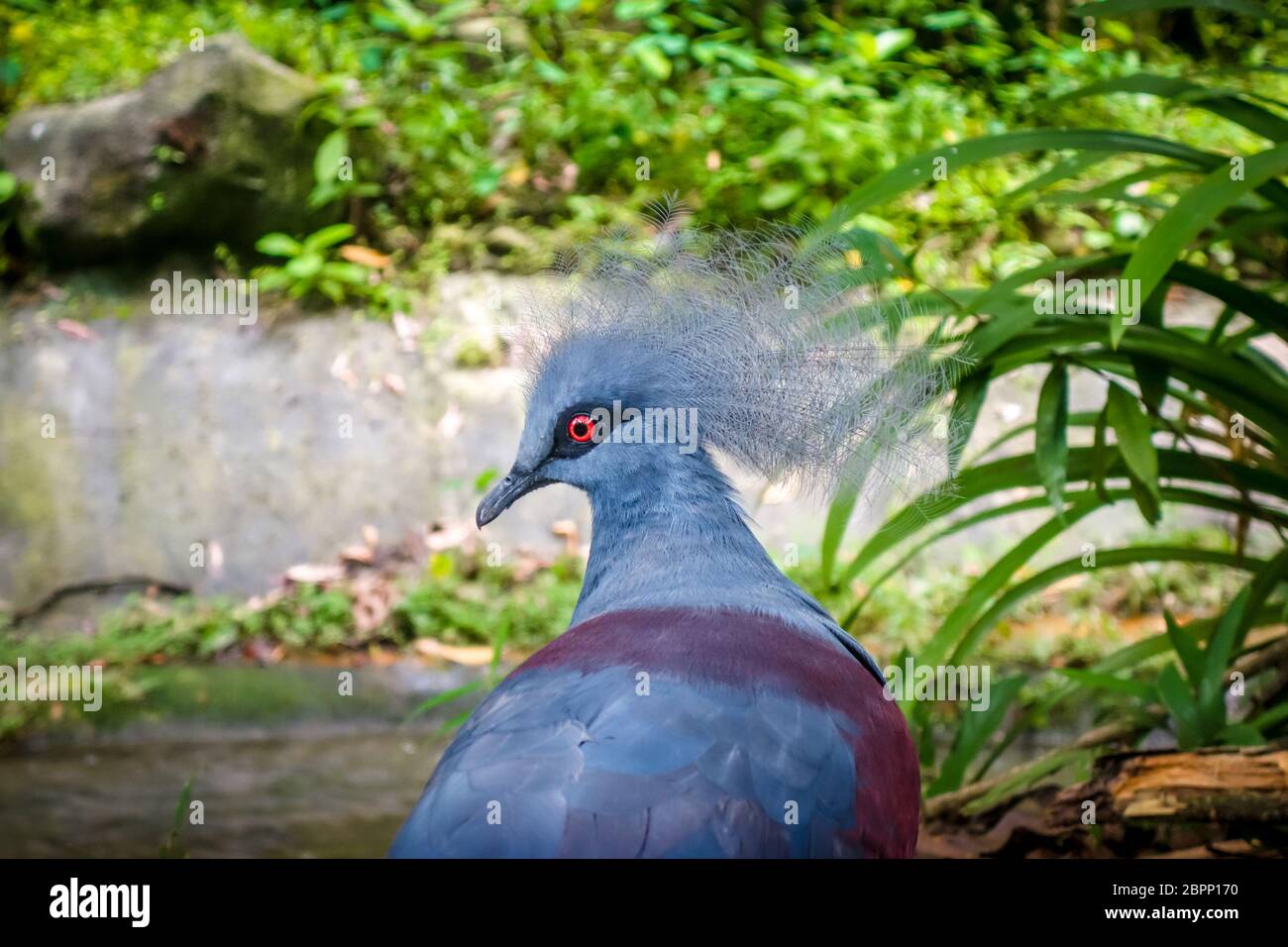 Western Crowned Pigeon in tropical rain forest Stock Photo - Alamy