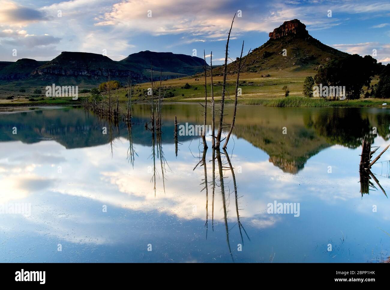 Tree trees dam forest hi-res stock photography and images - Alamy