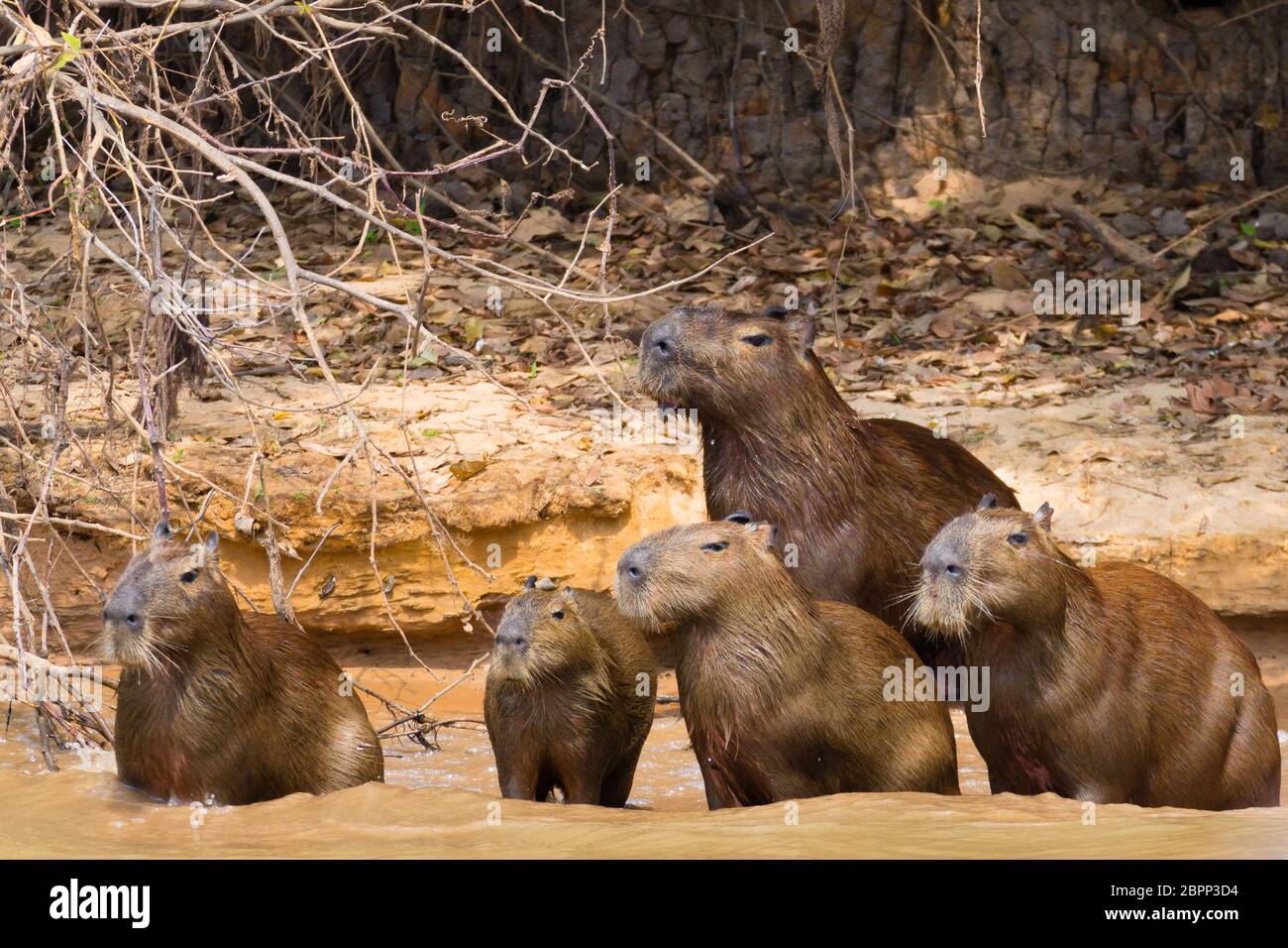 Herd of Capybara on riverbank from Pantanal, Brazil. Brazilian wildlife ...