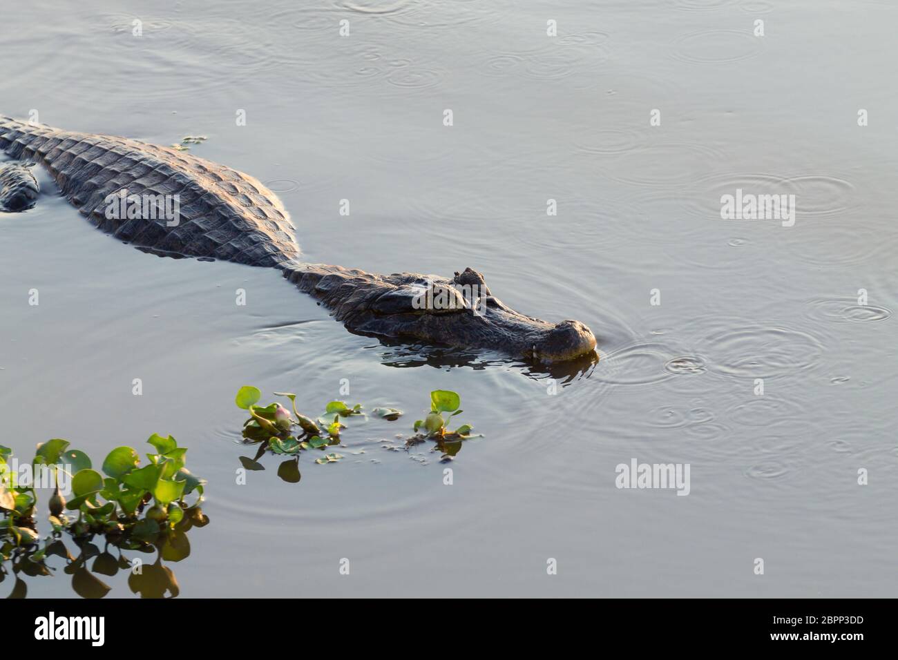 Caiman floating on the surface of the water in Pantanal, Brazil ...
