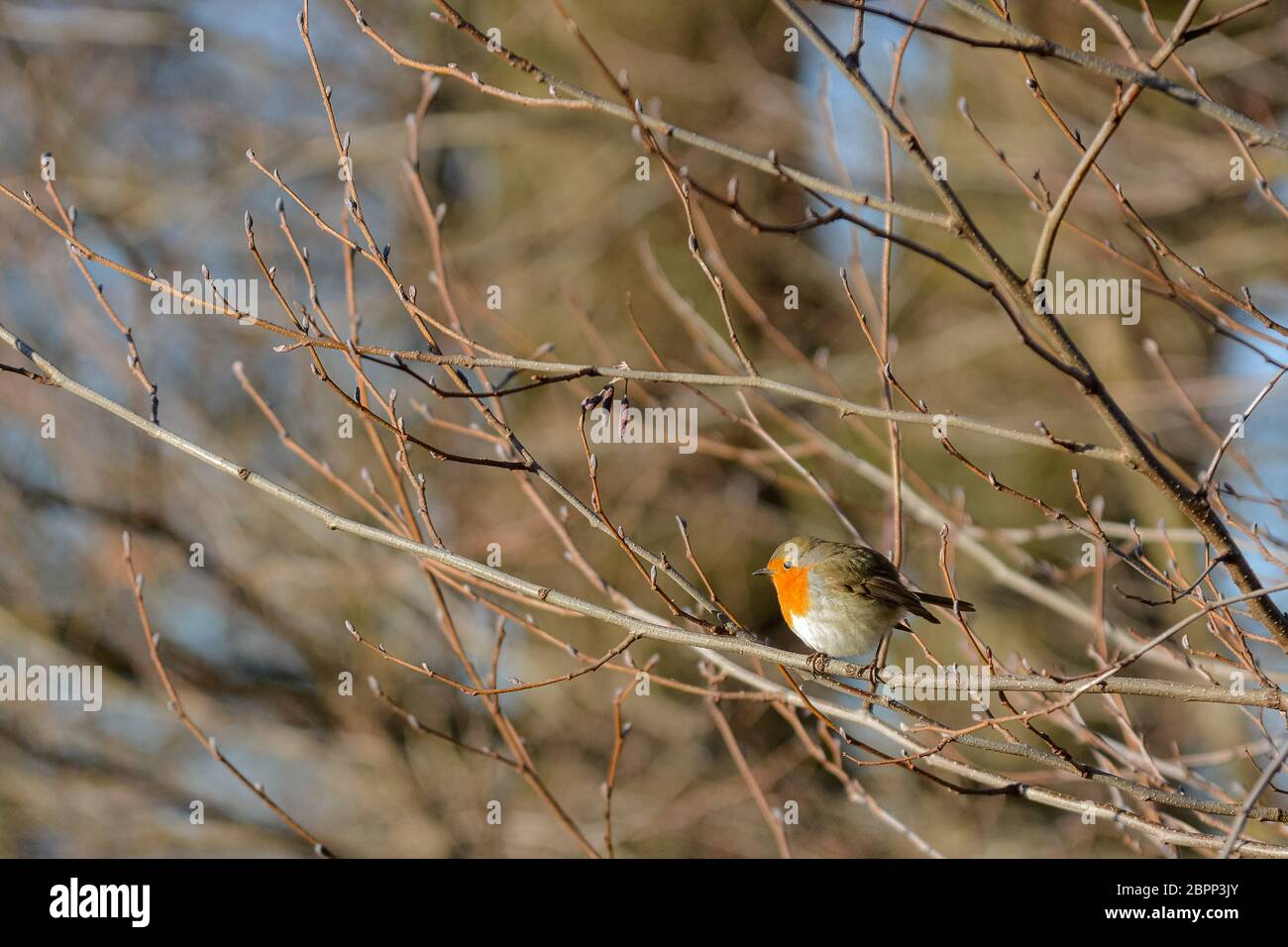 Fluffy robin on a tree branch Stock Photo - Alamy