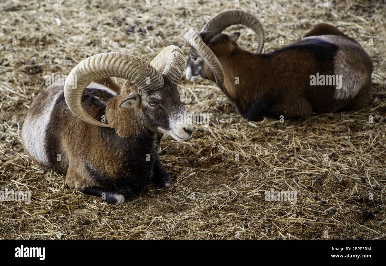 Ox on a farm, detail of a mammal, domestic animal Stock Photo - Alamy