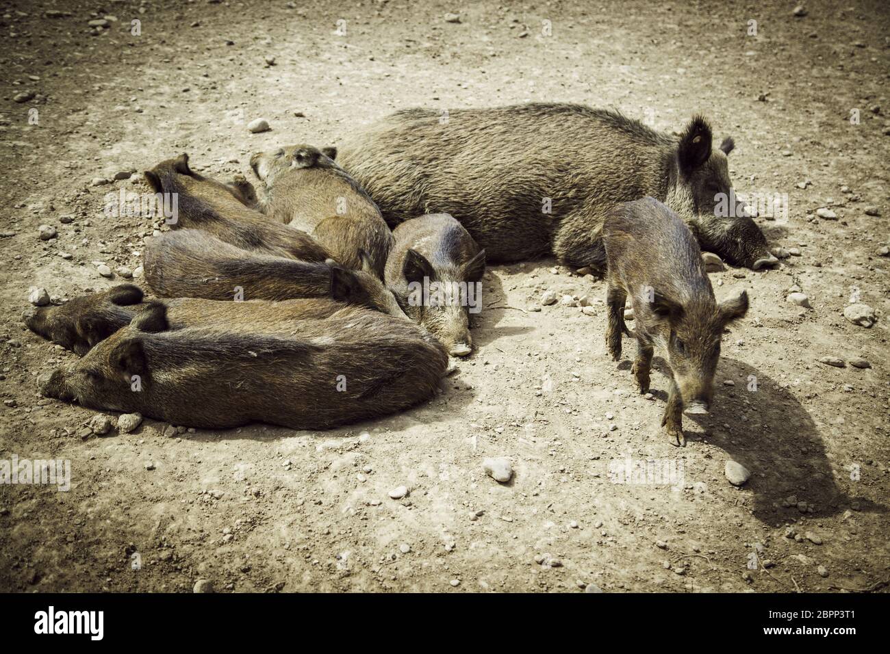 Wild boars on a farm, detail of farm animal Stock Photo - Alamy