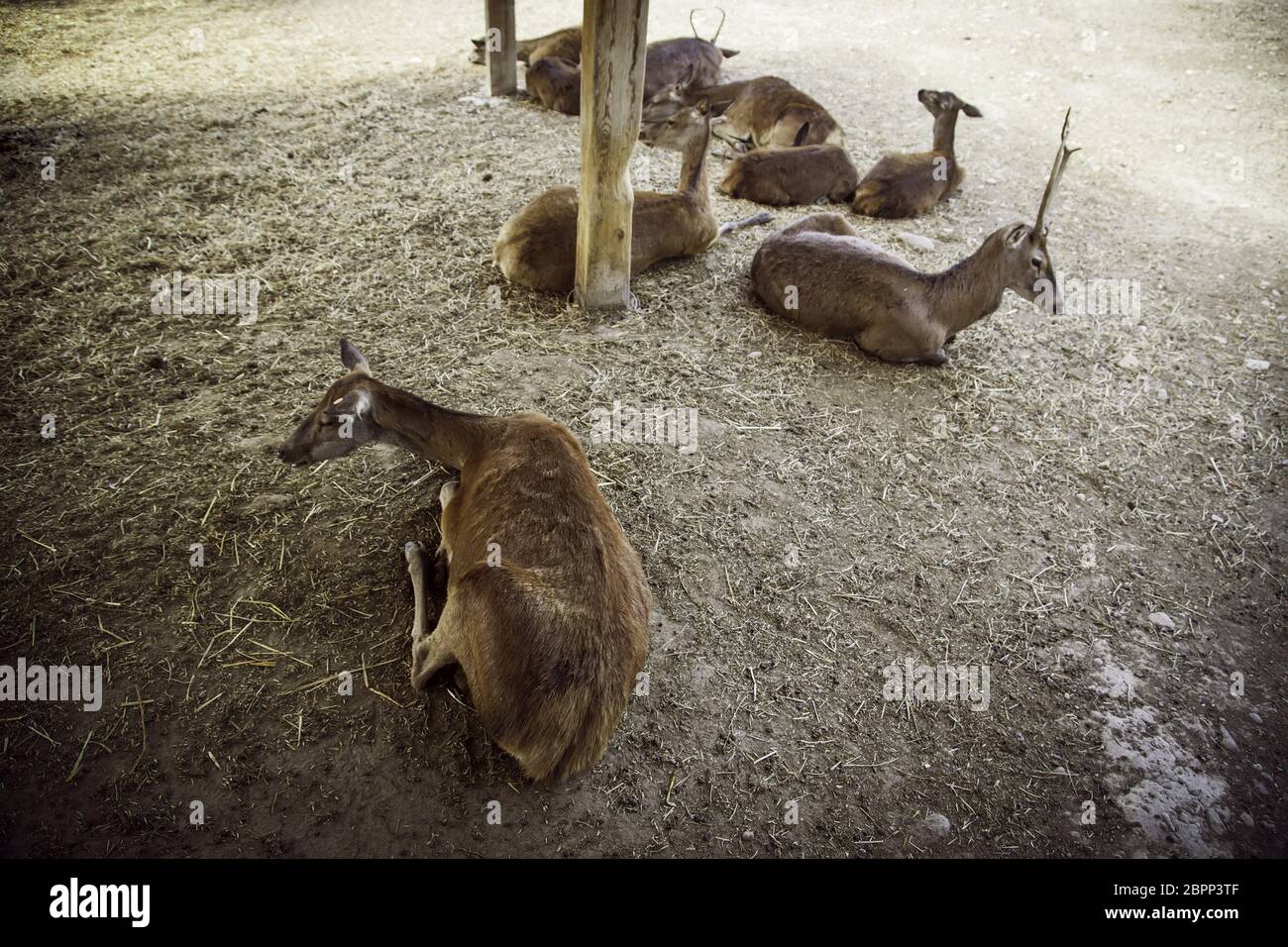 Ox on a farm, detail of a mammal, domestic animal Stock Photo - Alamy