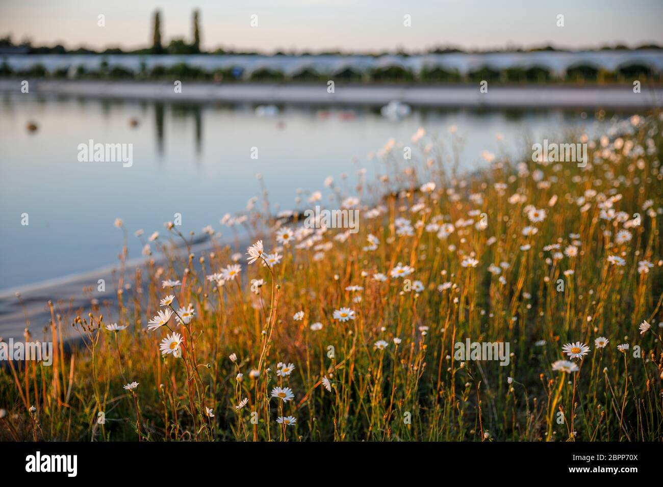Tuesley Farm, Godalming. 19th May 2020. A beautiful end to the day for ...