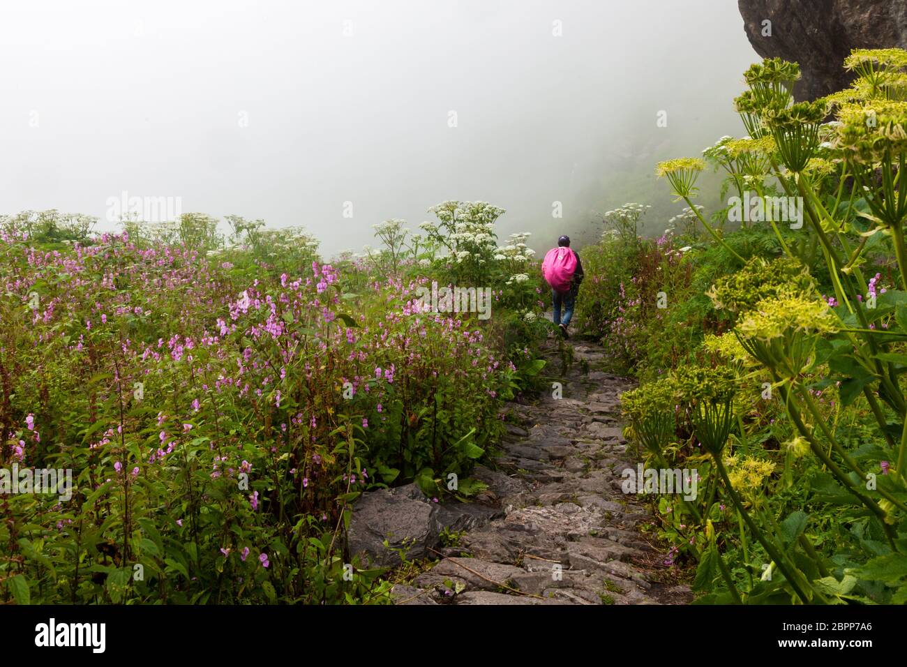 Himalayan flowers inside the Valley of Flowers near Joshimath ...