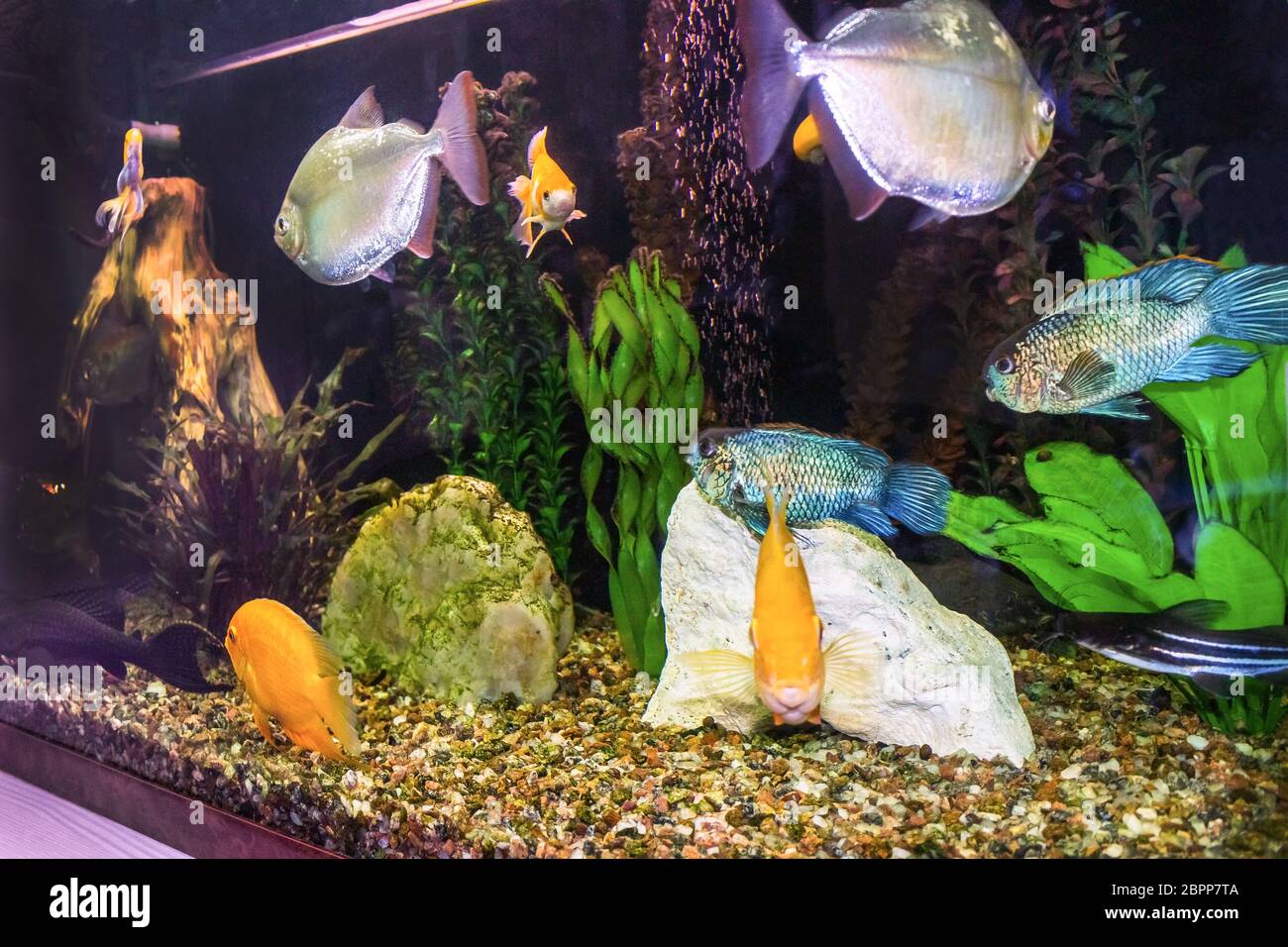 The close up of aquarium tank full of fish Stock Photo - Alamy