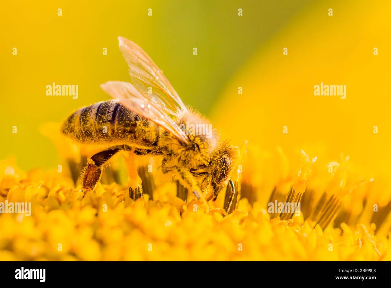 Bee covered in pollen dust hi-res stock photography and images - Alamy