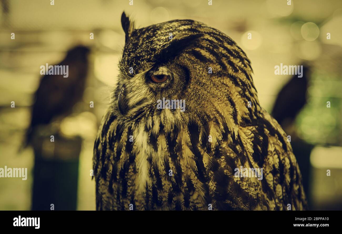 Wild trained owl, detail of large bird Stock Photo - Alamy
