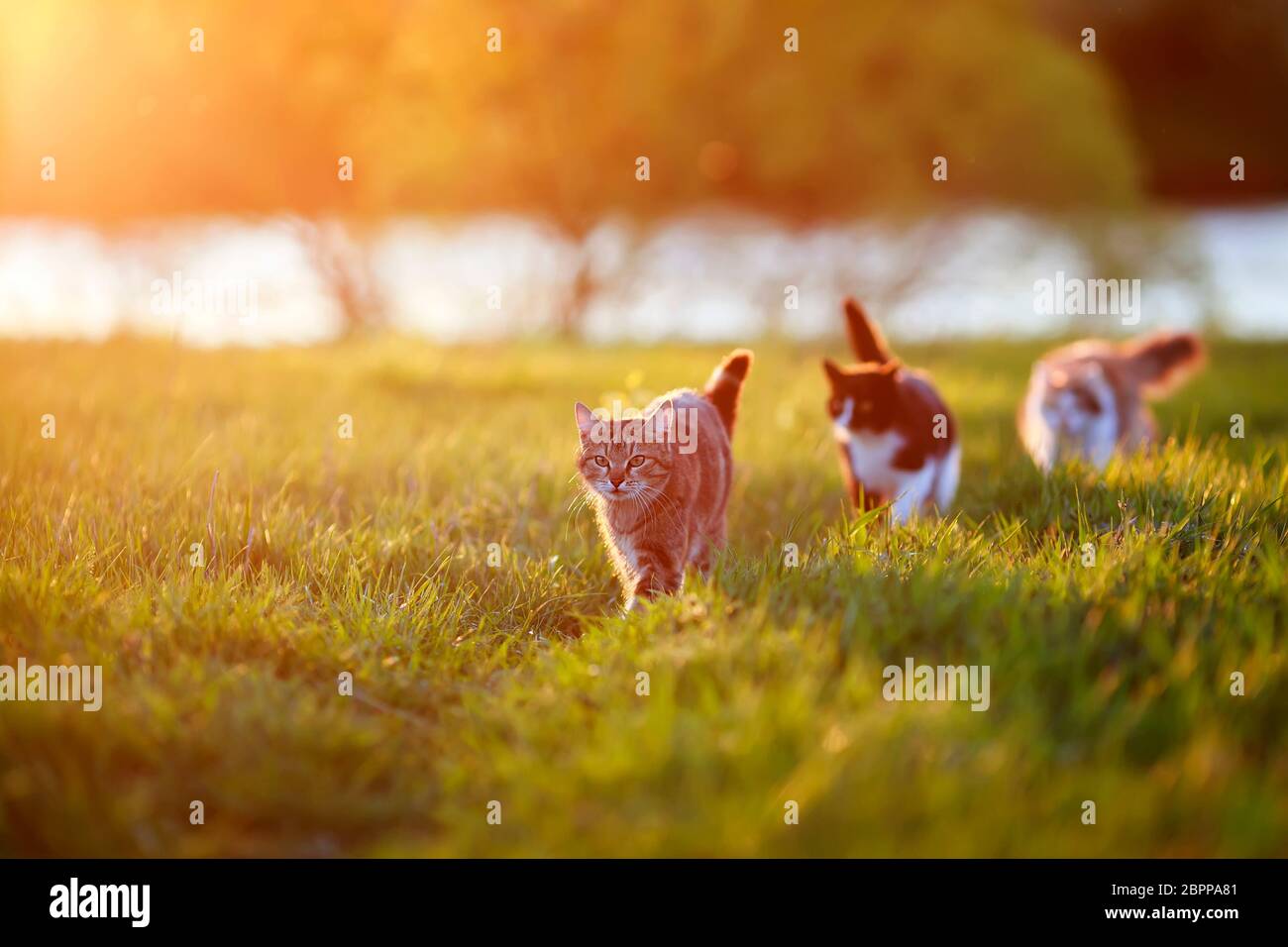three cats they walk in a summer green meadow following each other in a ...