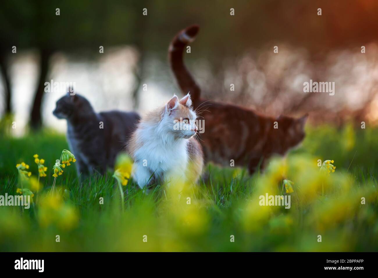 three cats walking on a summer green meadow on the grass looking in ...