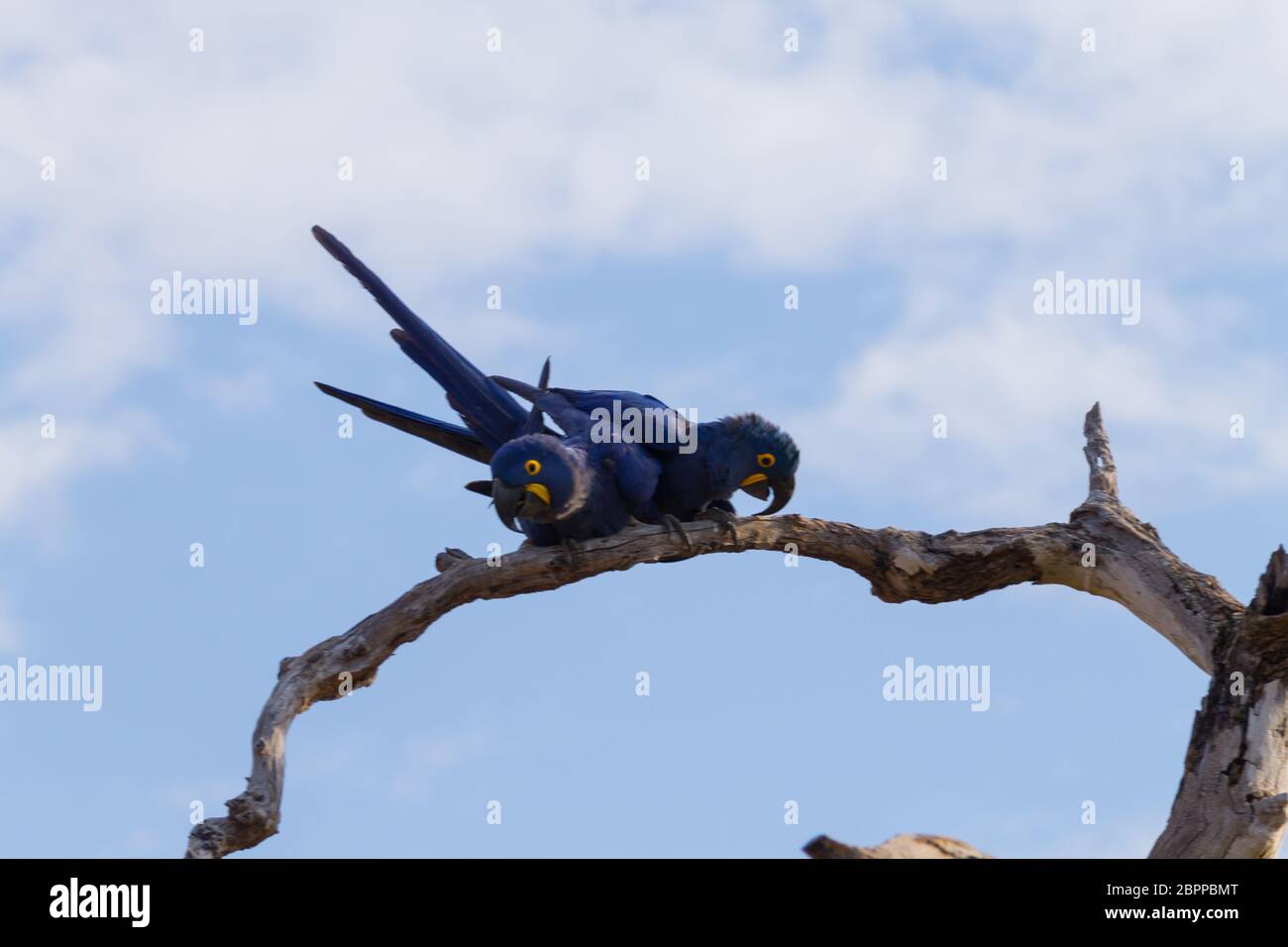 Couple of Hyacinth macaw from Pantanal, Brazil. Brazilian wildlife ...