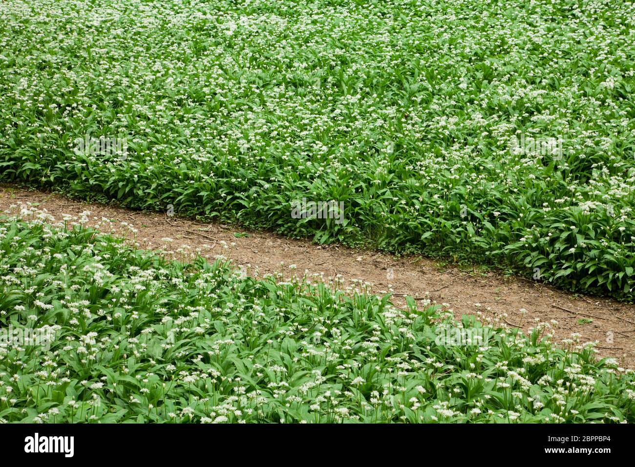 Robin Beech High Resolution Stock Photography and Images - Alamy
