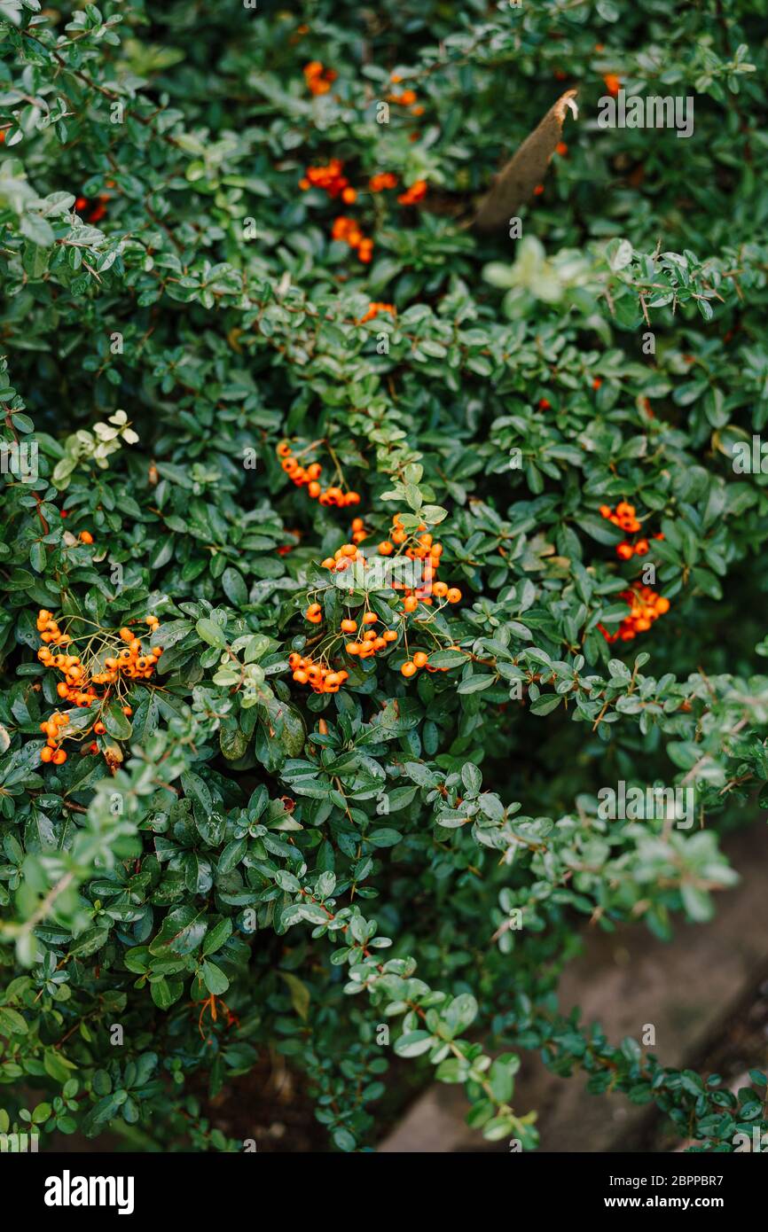Orange little berries on a green bush. Pyracantha is a genus of prickly ...