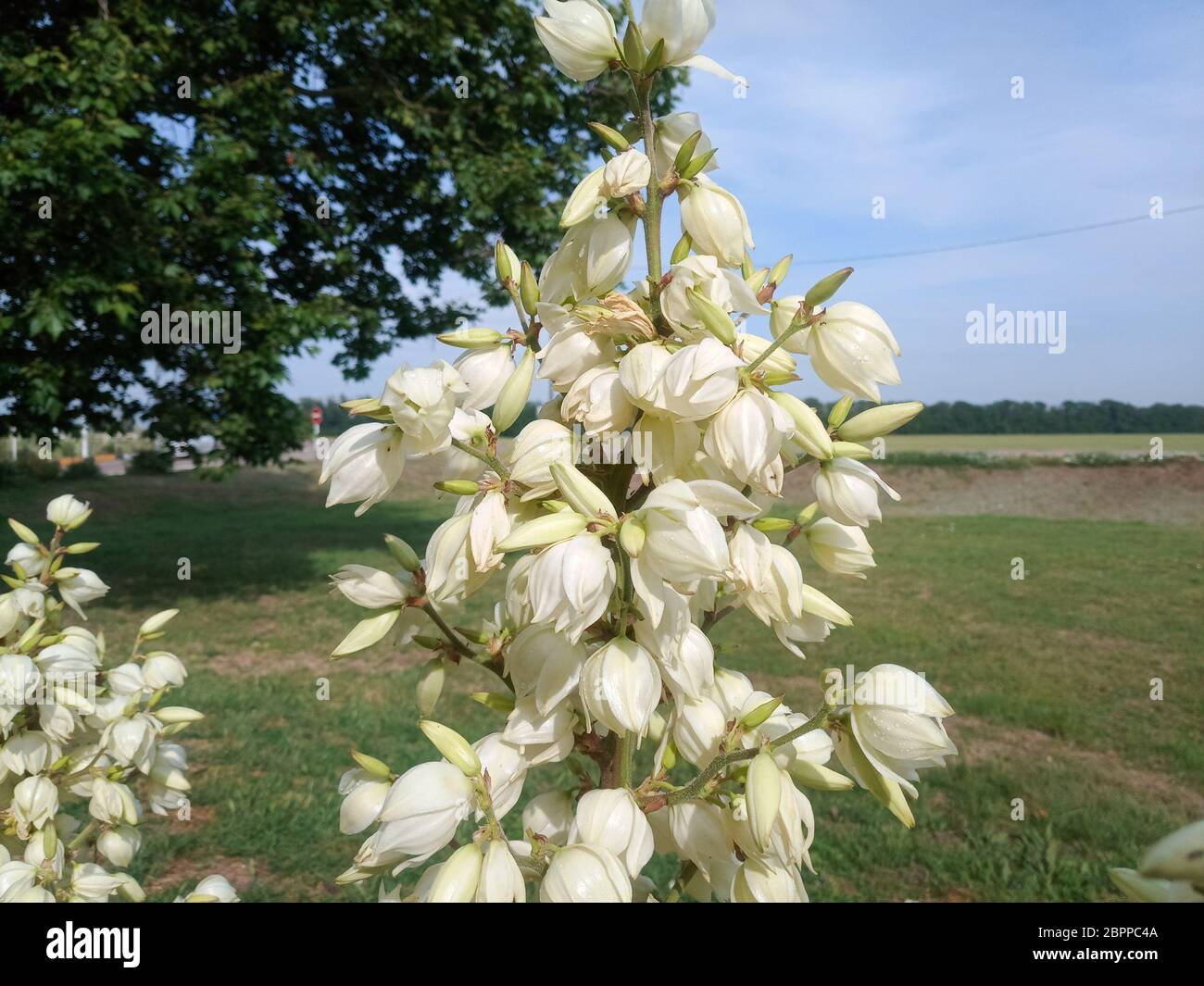 White yucca flowers on the lawn. White yucca flowers on the lawn Stock ...