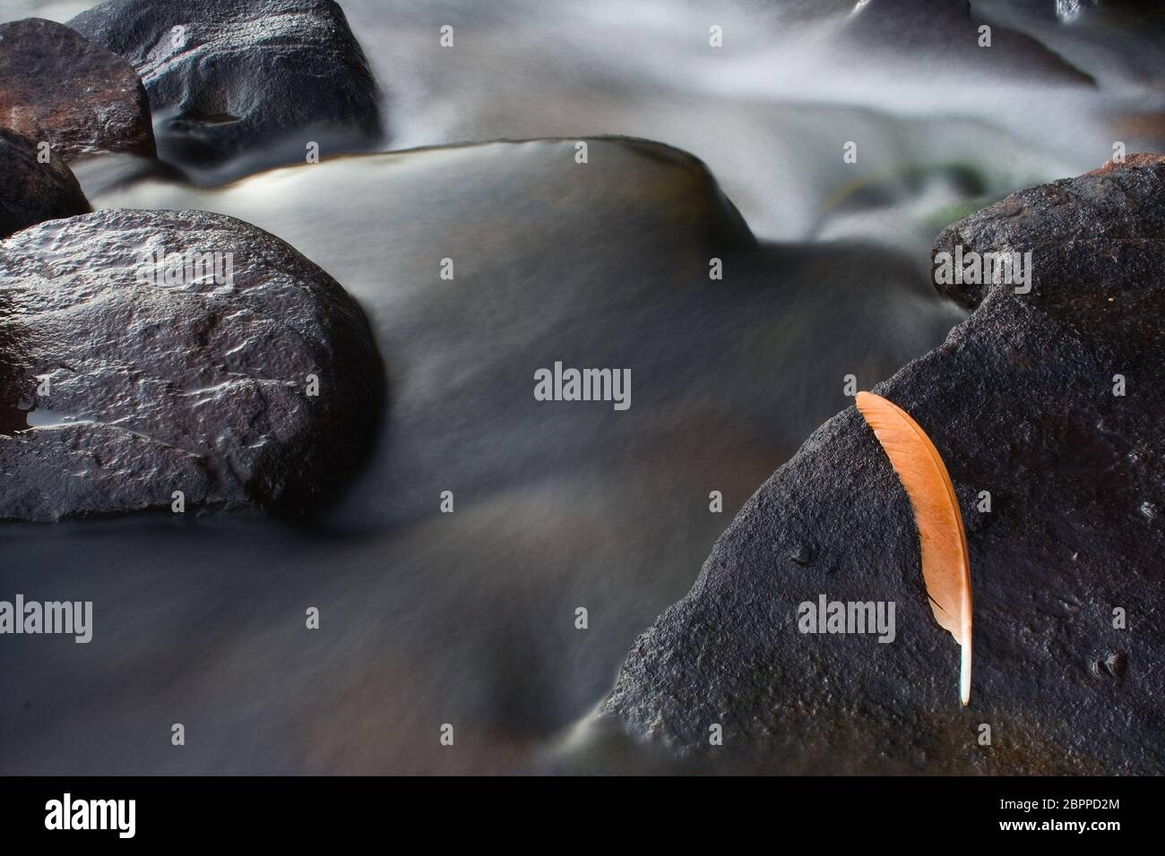 Very long feather hi-res stock photography and images - Alamy