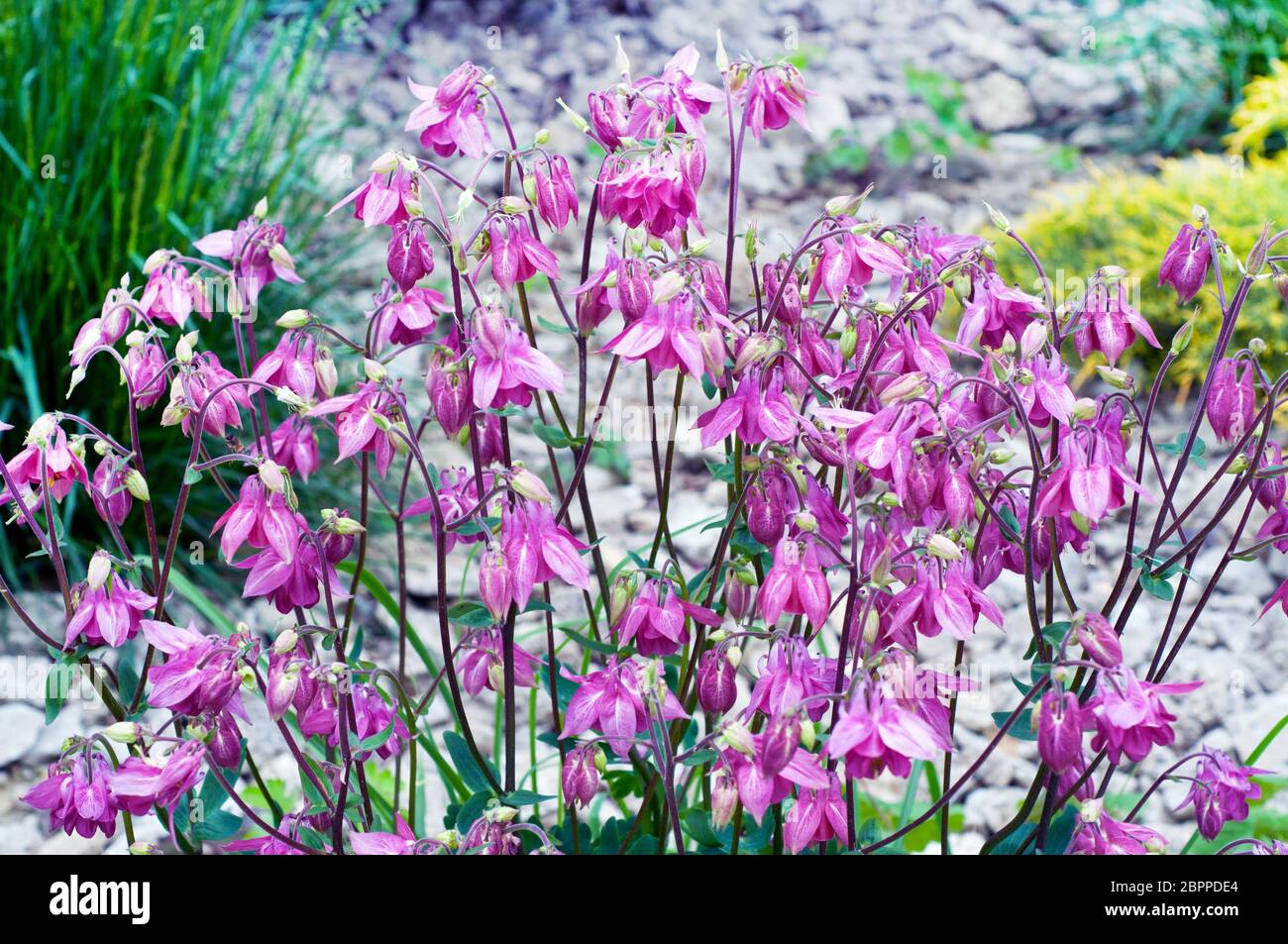Aquilegia pink in spring garden. Pink flowers of aquilegia in natural ...