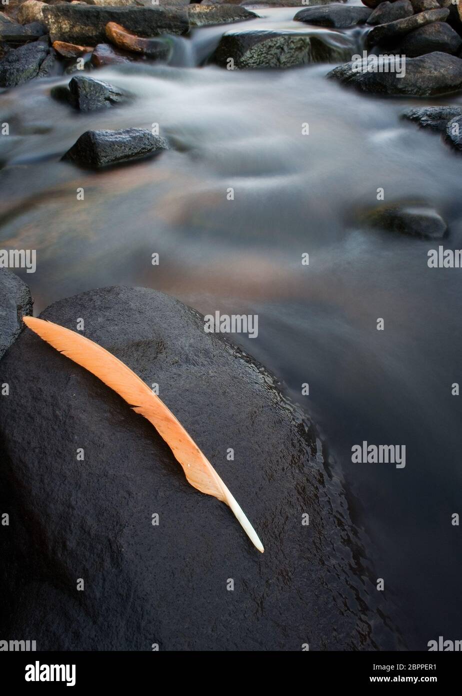 Very long feather hi-res stock photography and images - Alamy