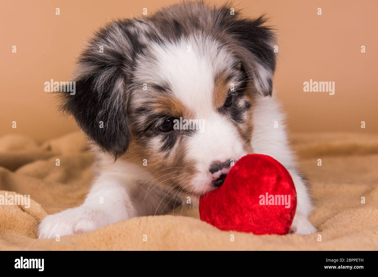 Red Merle Australian Shepherd puppy with red heart Stock Photo - Alamy