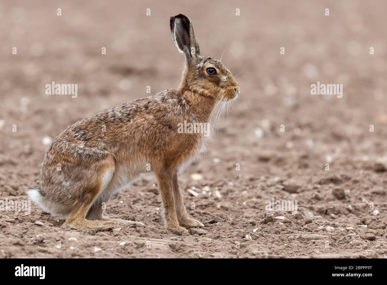 Amazing wild european hare close up sat in a arable field. Beautiful ...