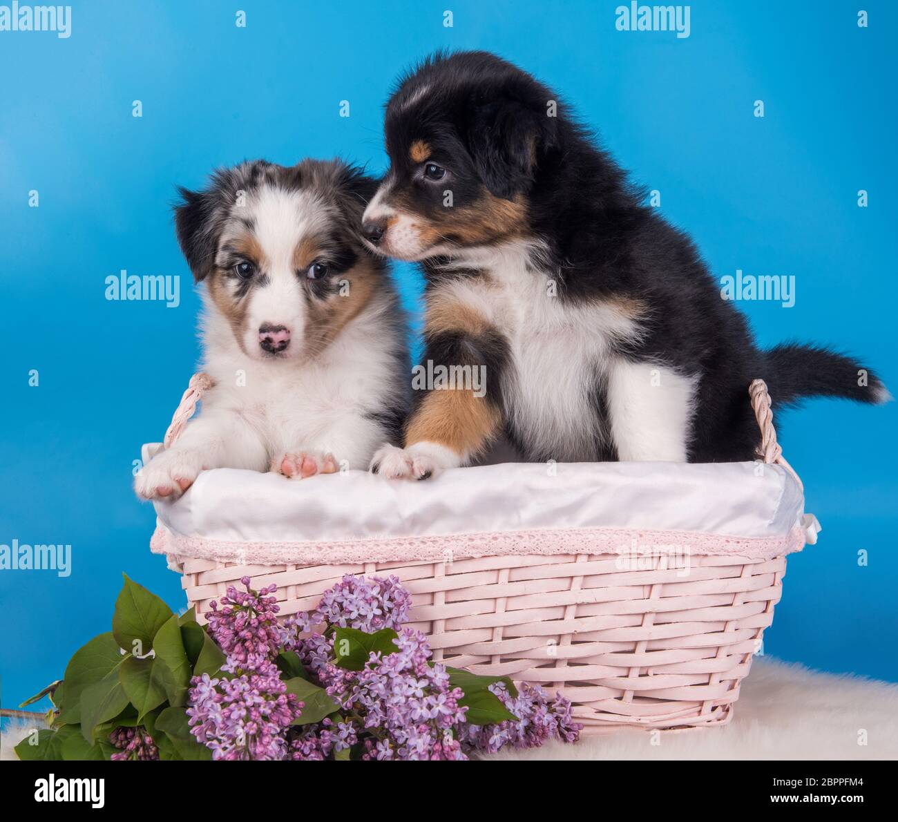 Two Australian Shepherd tan and merle puppies Stock Photo - Alamy
