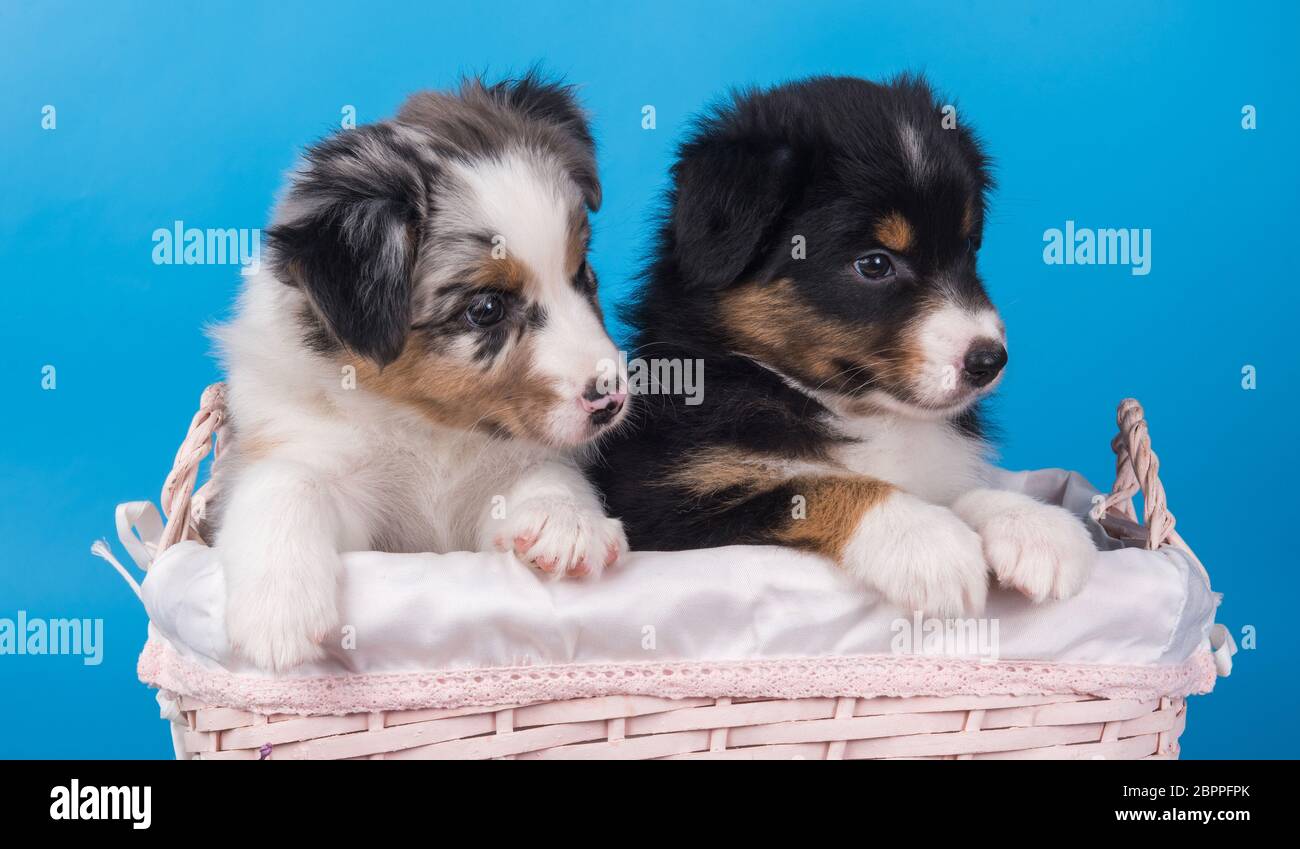 Two Australian Shepherd tan and merle puppies Stock Photo - Alamy