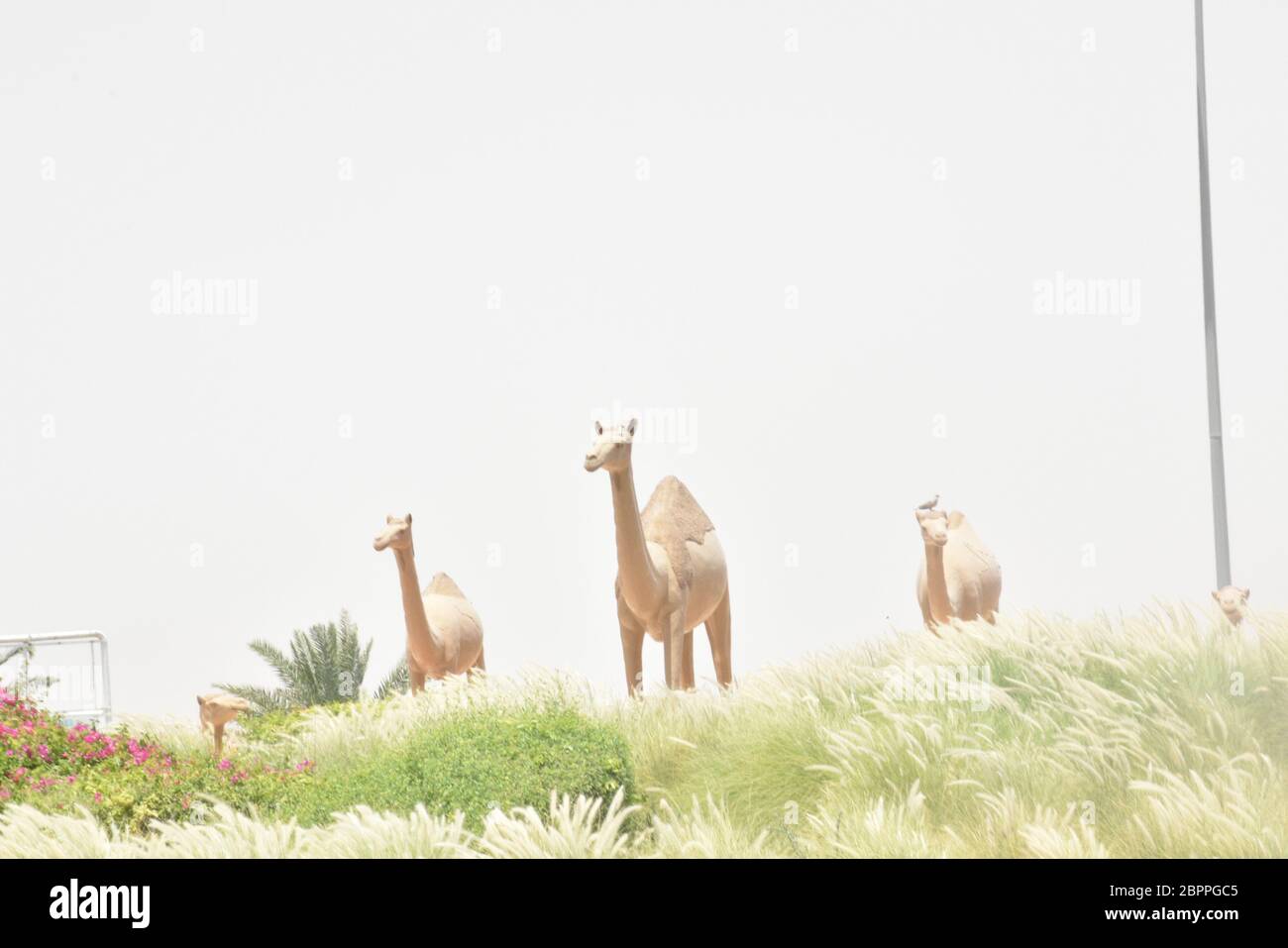 Life-size sculptures of three camels.Camel statue in Al Ain,United Arab ...