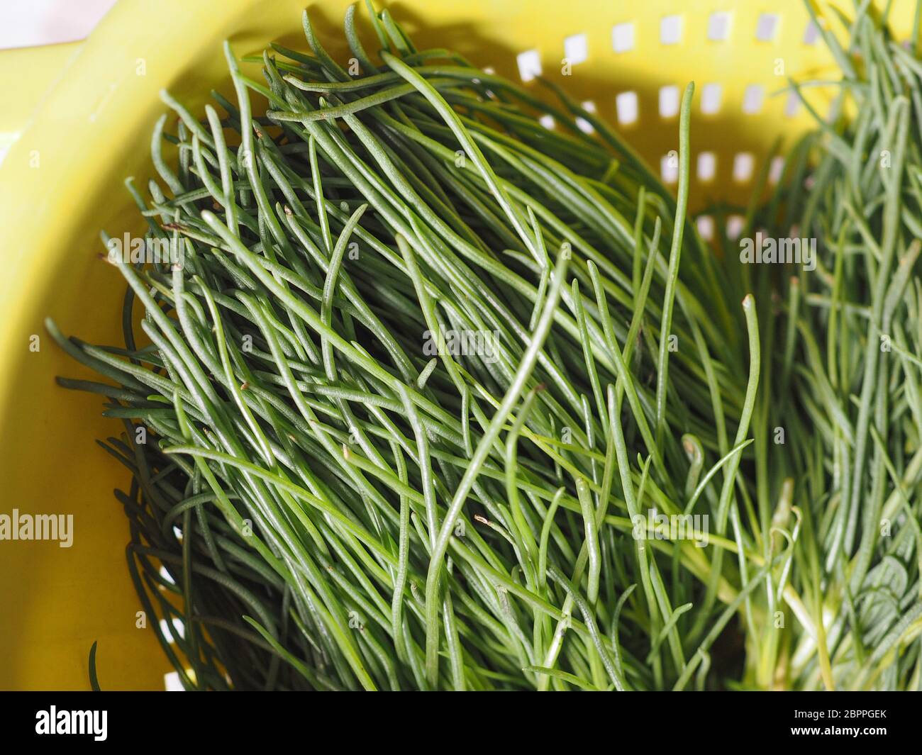 agretti (Salsola soda) aka as opposite-leaved saltwort, Russian thistle ...
