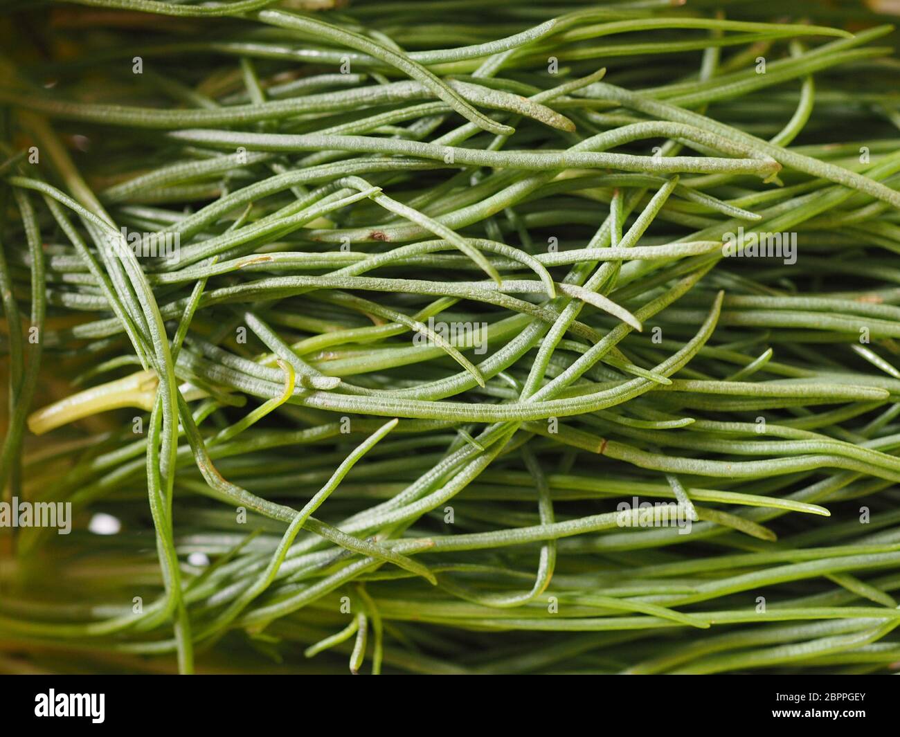 Barilla Plant High Resolution Stock Photography and Images - Alamy