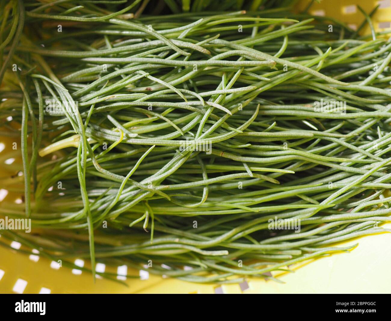 agretti (Salsola soda) aka as opposite-leaved saltwort, Russian thistle ...