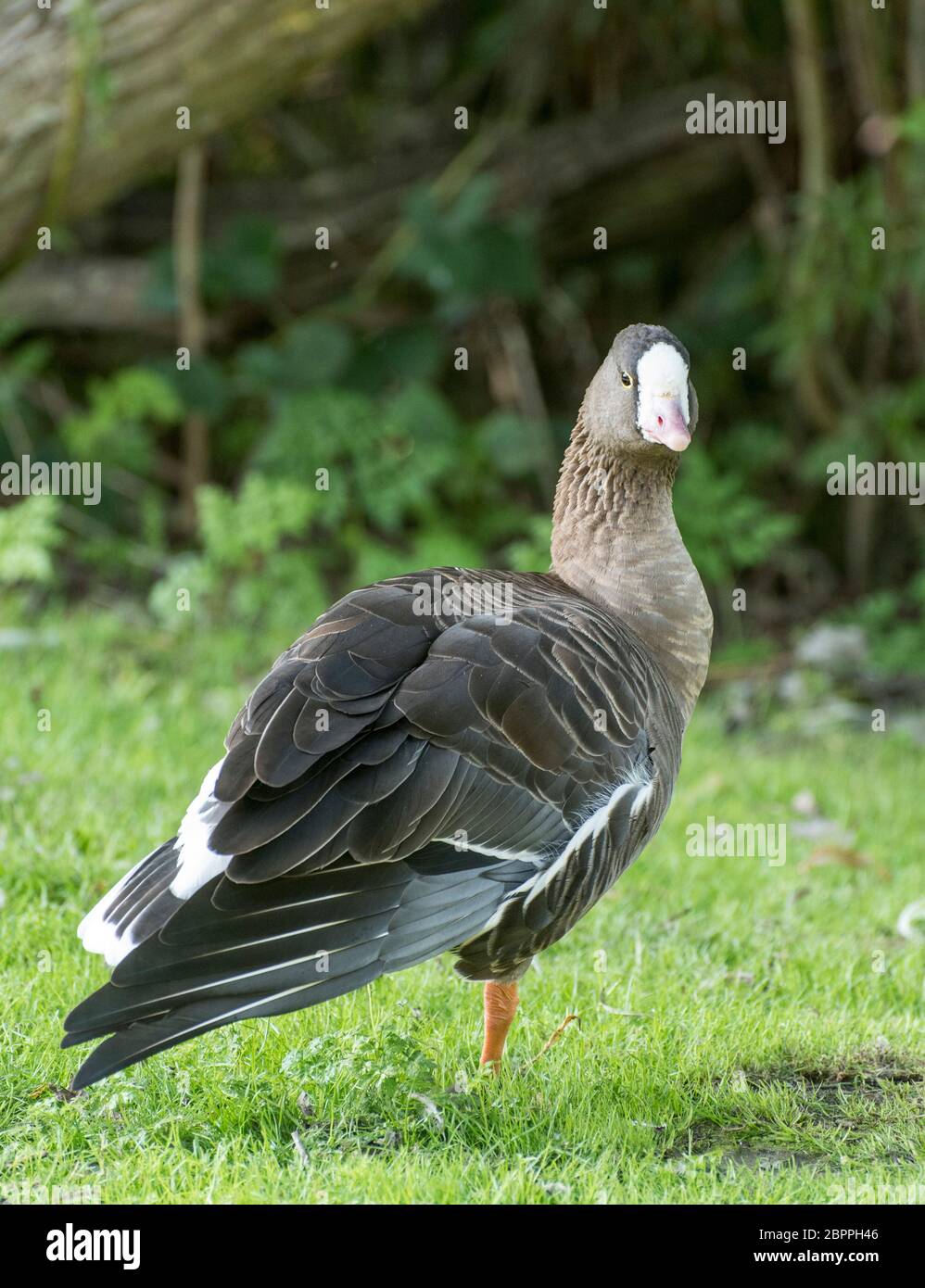 Green pygmy goose hi-res stock photography and images - Alamy