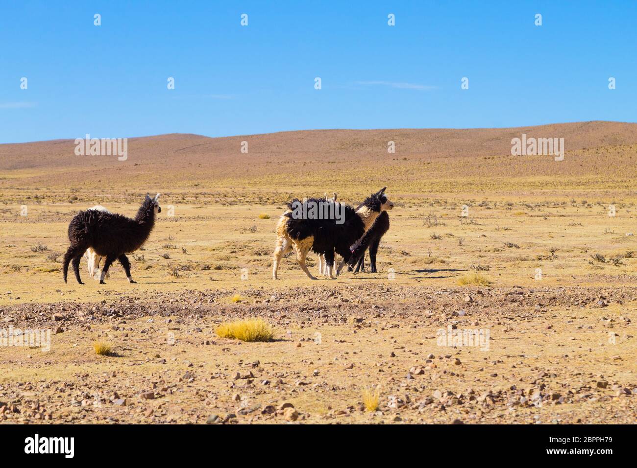 Bolivian llama breeding on Andean plateau,Bolivia Stock Photo - Alamy