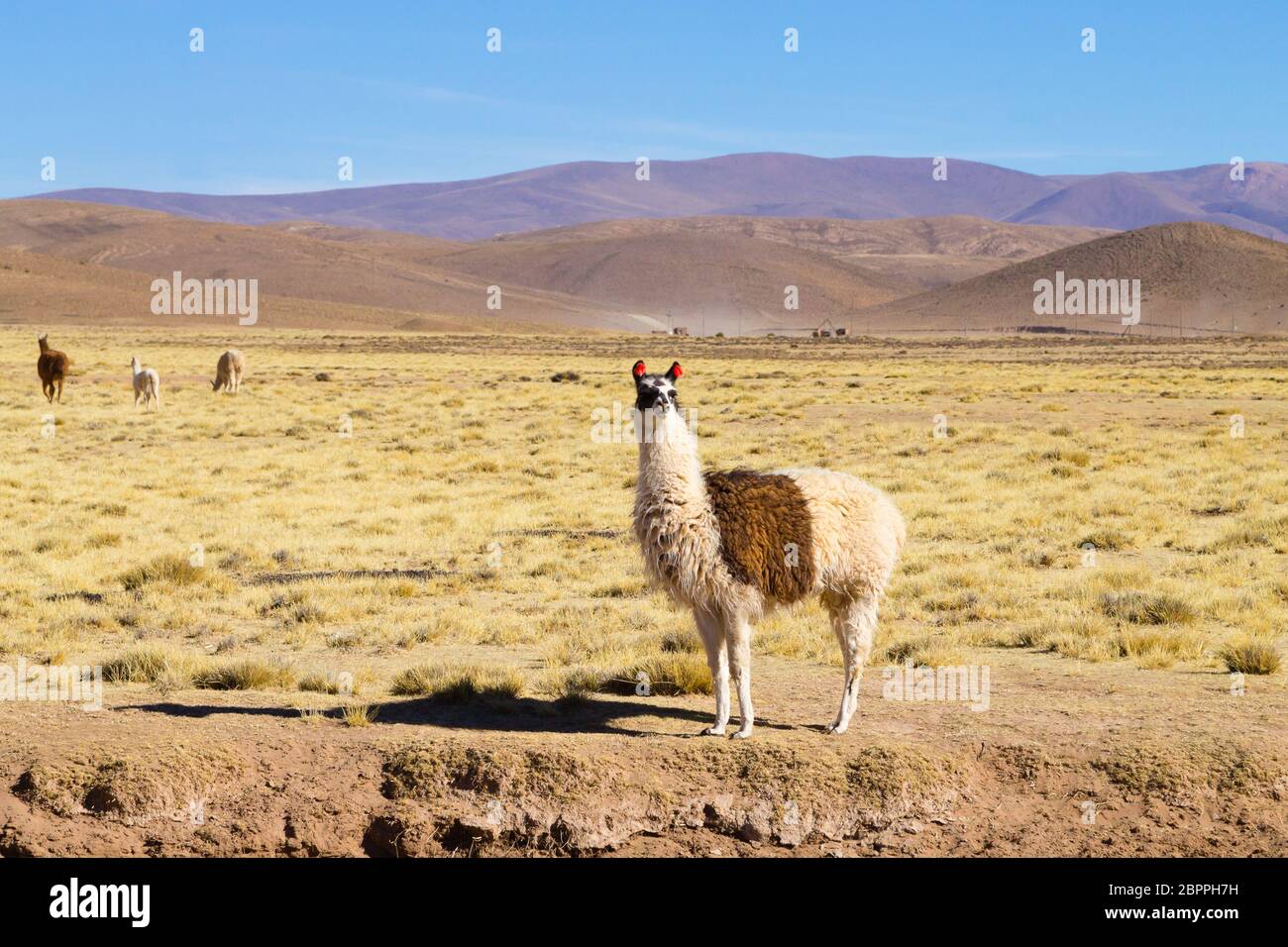 Bolivian llama breeding on Andean plateau,Bolivia Stock Photo - Alamy