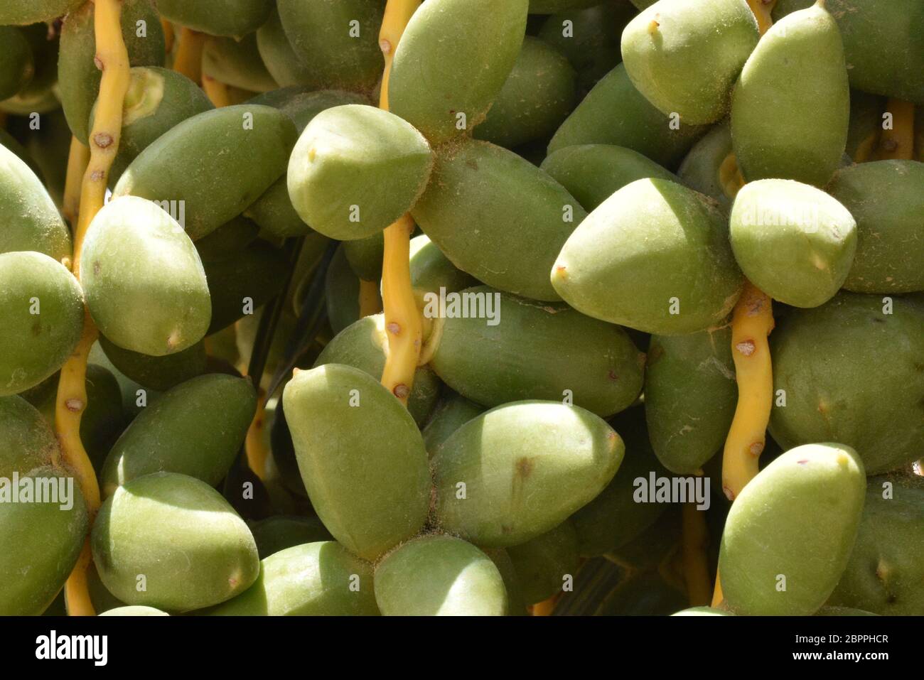 Green dates hi-res stock photography and images - Alamy
