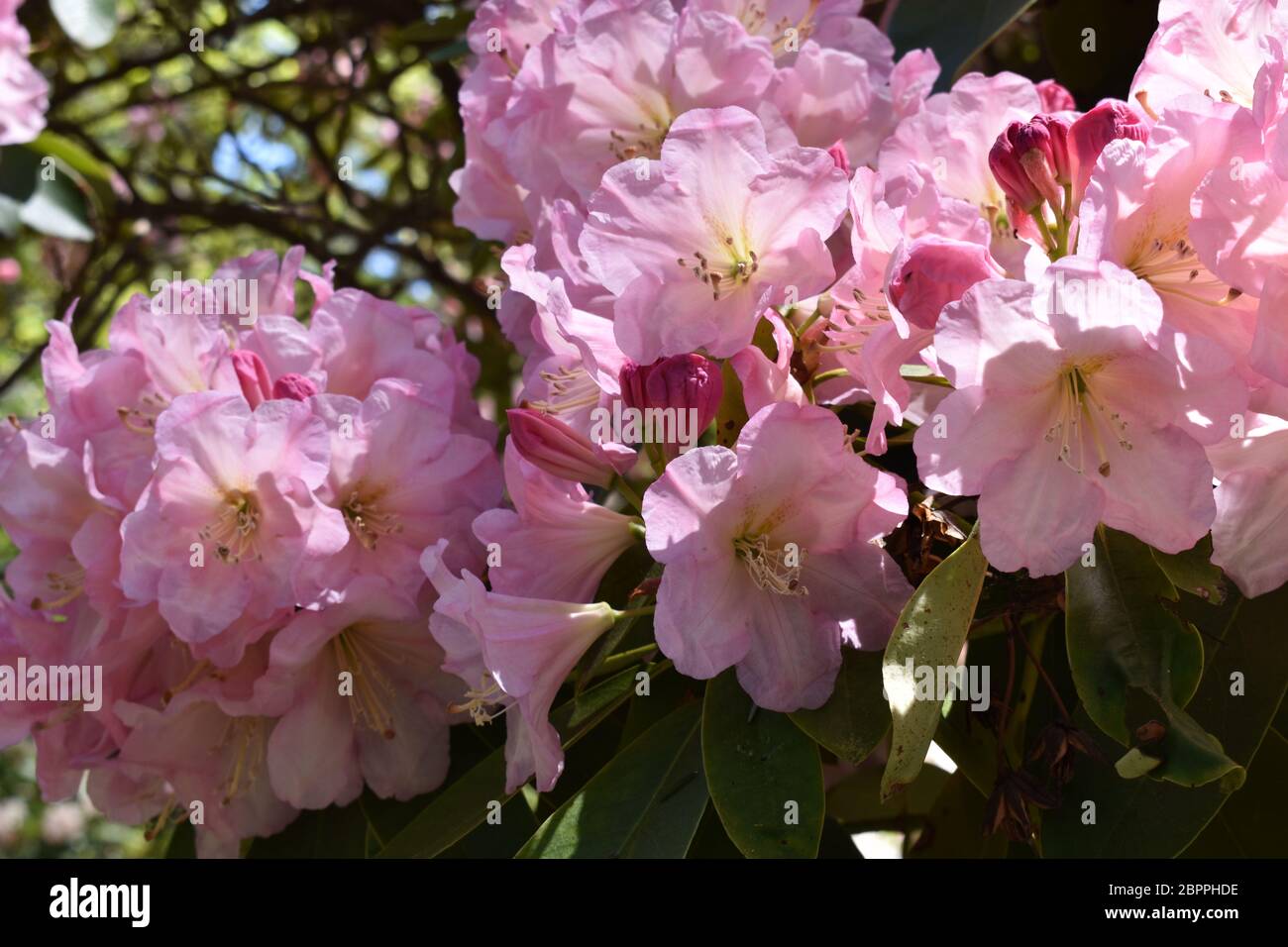 pink rhododendrons on Cape Cod in Massachusetts Stock Photo - Alamy