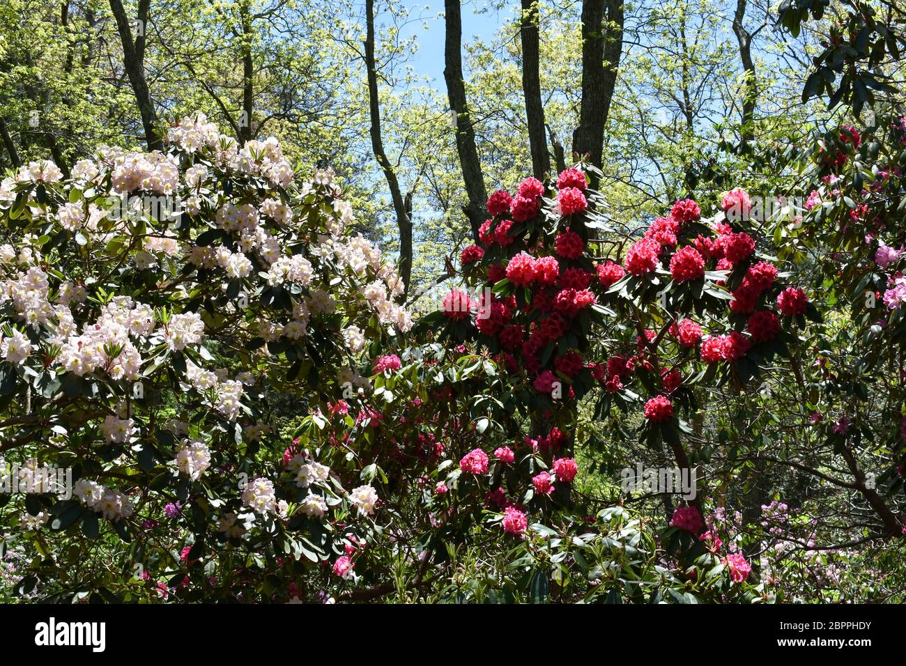 pink rhododendrons on Cape Cod in Massachusetts Stock Photo - Alamy
