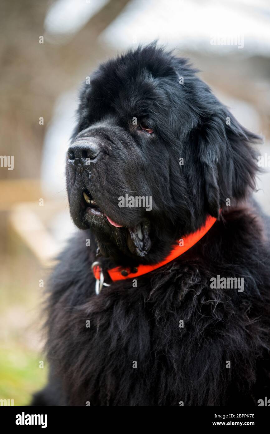 Black Newfoundland giant size dog close-up outside Stock Photo - Alamy