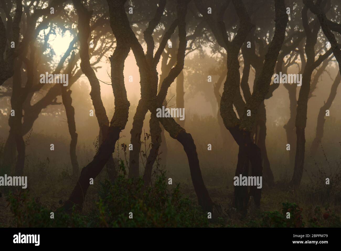 Glimmer of sun light hi-res stock photography and images - Alamy