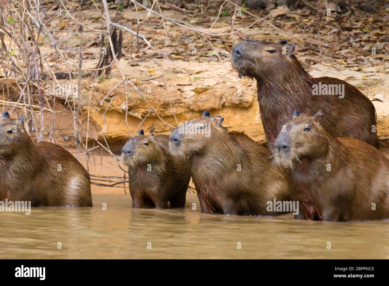 Herd of Capybara on riverbank from Pantanal, Brazil. Brazilian wildlife ...