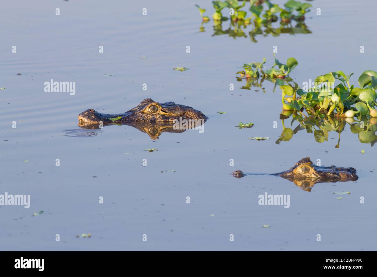 Caiman floating on the surface of the water in Pantanal, Brazil ...