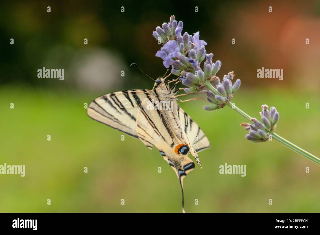 Beautiful Papilio machaon butterfly on lavender angustifolia, lavandula ...
