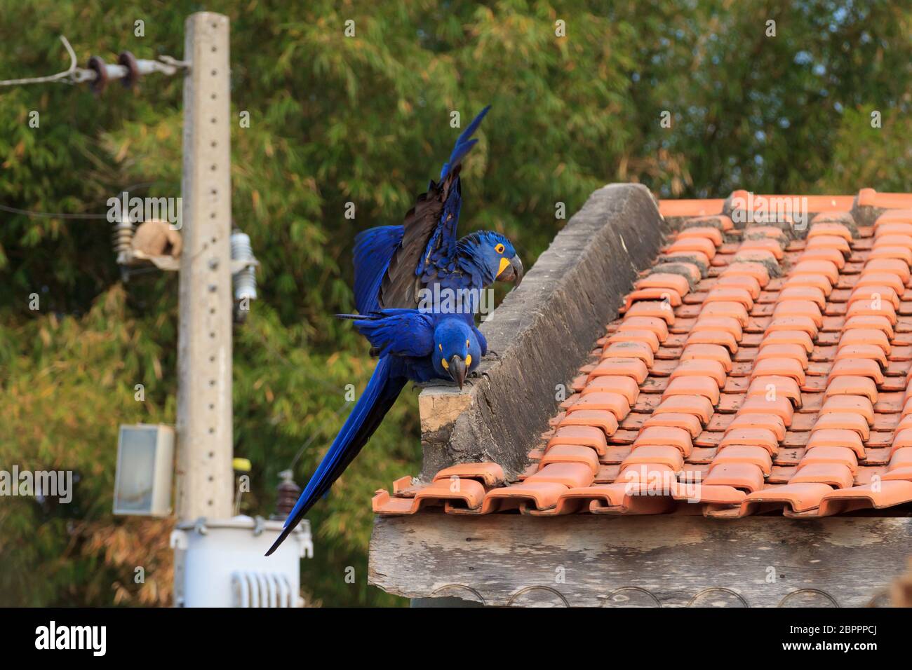 Couple of Hyacinth macaw from Pantanal, Brazil. Brazilian wildlife ...