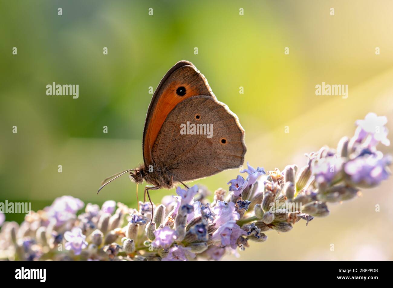 Beautiful Maniola jurtina butterfly on lavender angustifolia, lavandula ...