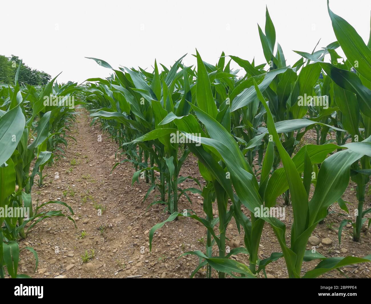 Field of maize. Italian agriculture. Rural scenery Stock Photo - Alamy