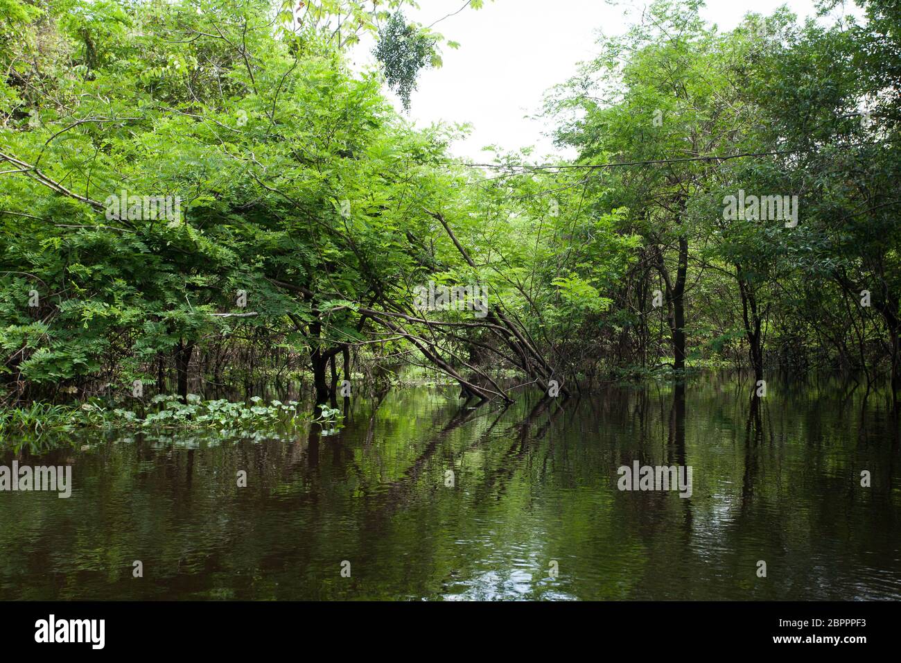 Panorama from Amazon rainforest, Brazilian wetland region. Navigable ...