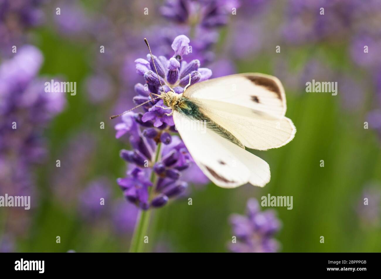 Beautiful Leptidea sinapis butterfly on lavender angustifolia ...